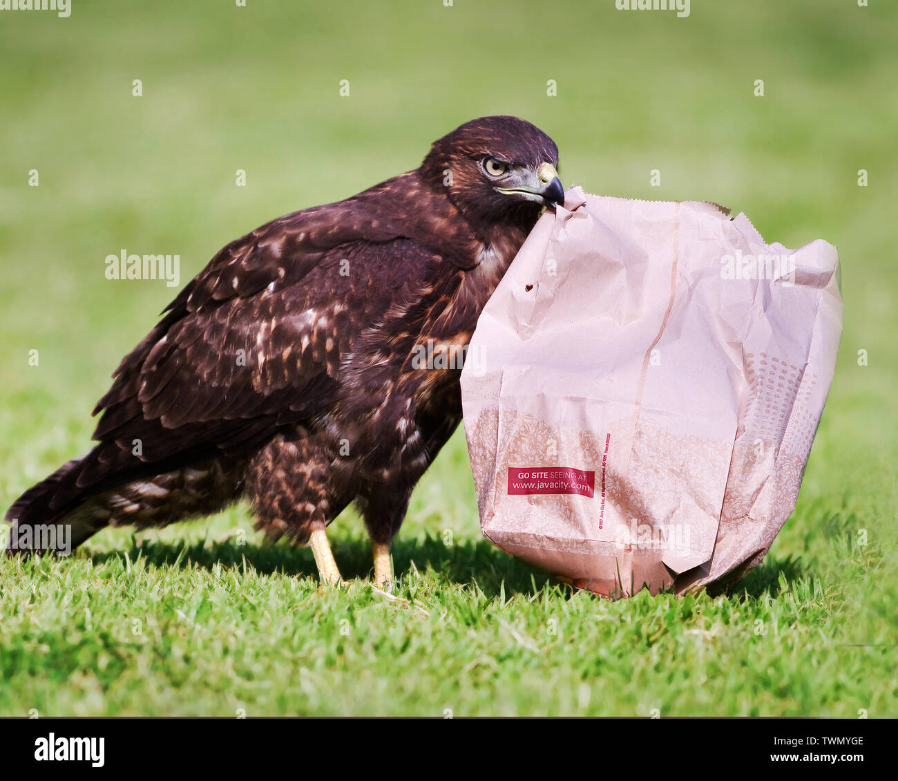 Red-tailed hawk picking up trash Stock Photo - Alamy