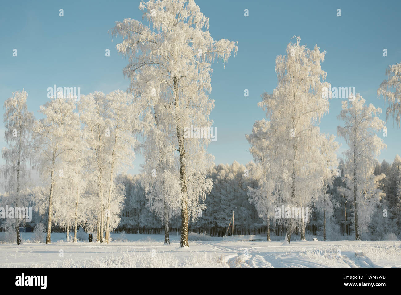 trees in frost in a field in the forest. Fir trees and pines covered ...