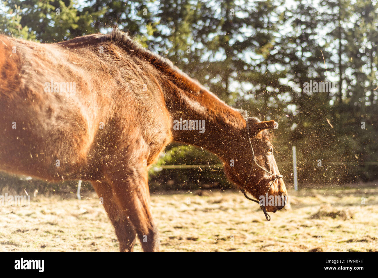 Horse shake off the dust in the sunny day, trees at the background ...