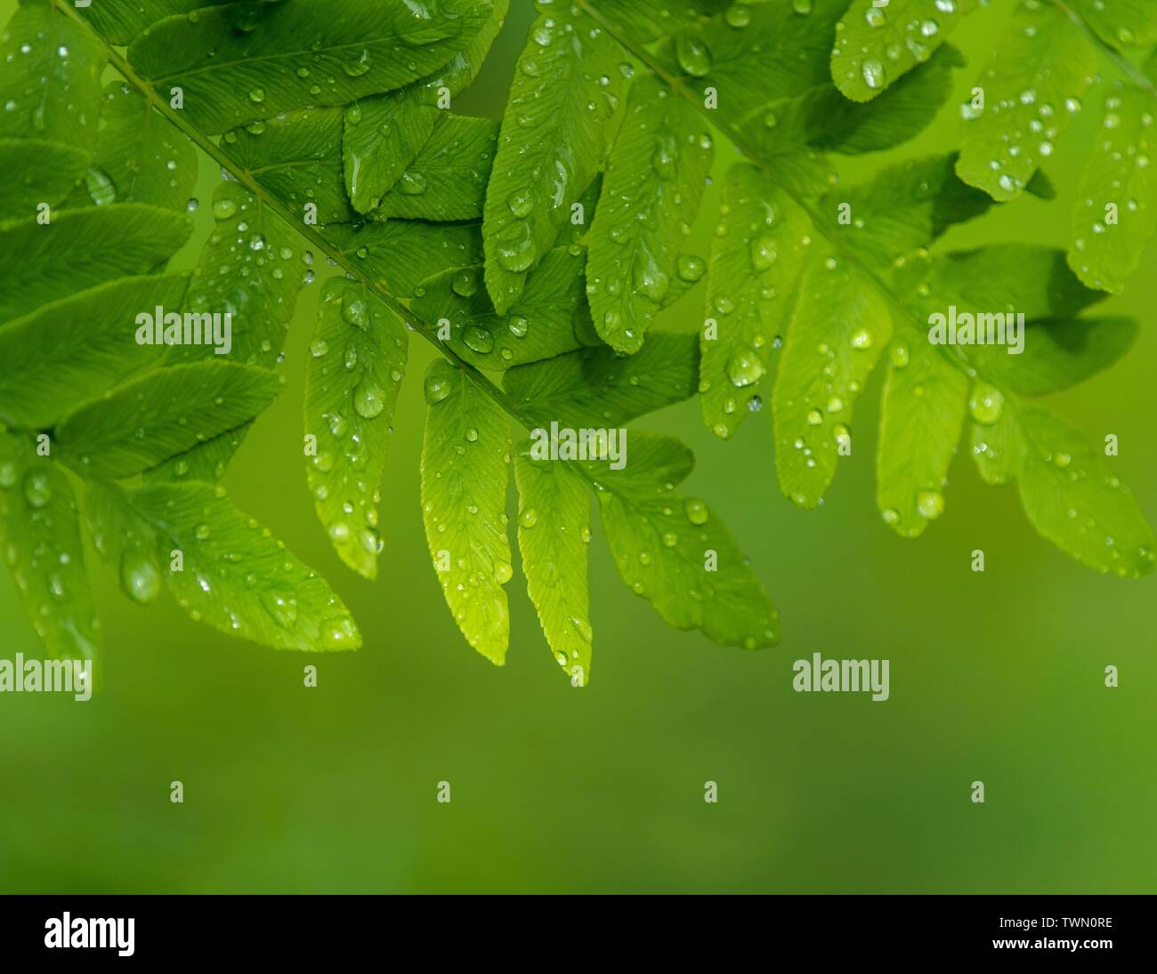 Green sphere water leaf hi-res stock photography and images - Alamy