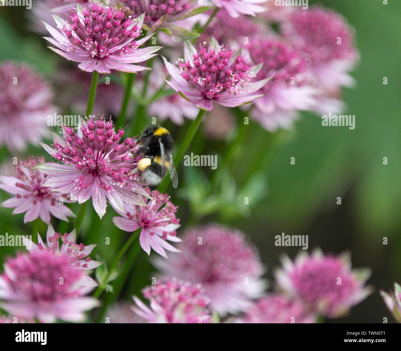 A close up photo of a pinky red Astrantia Stock Photo - Alamy