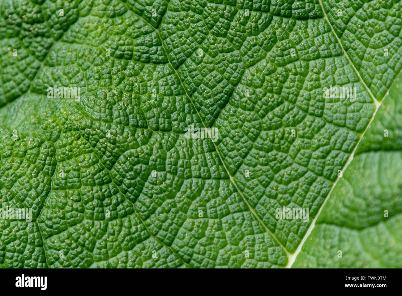 A close up photo of the veins and patterns in a green leaf Stock Photo ...