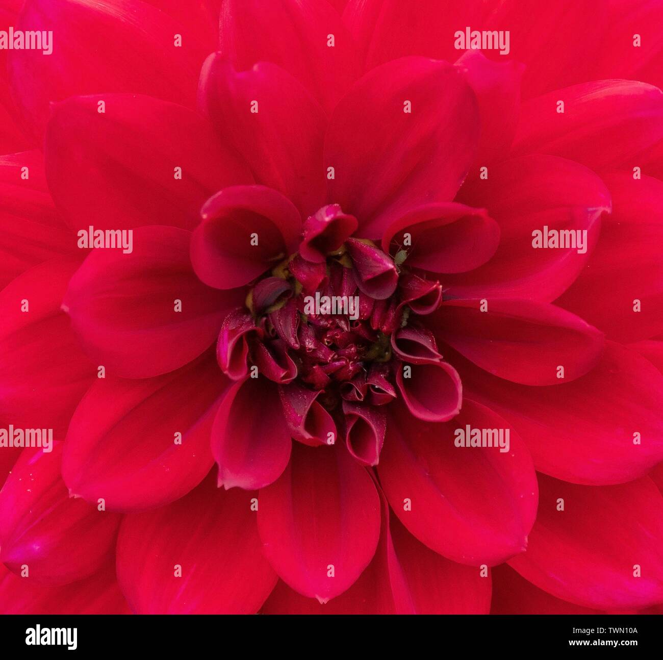 Pinky red hi-res stock photography and images - Alamy