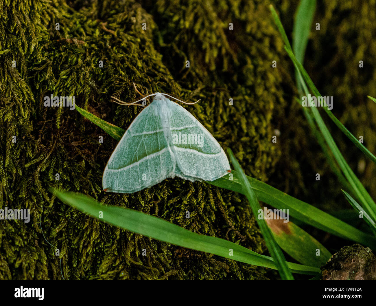 Moths light uk hi-res stock photography and images - Alamy