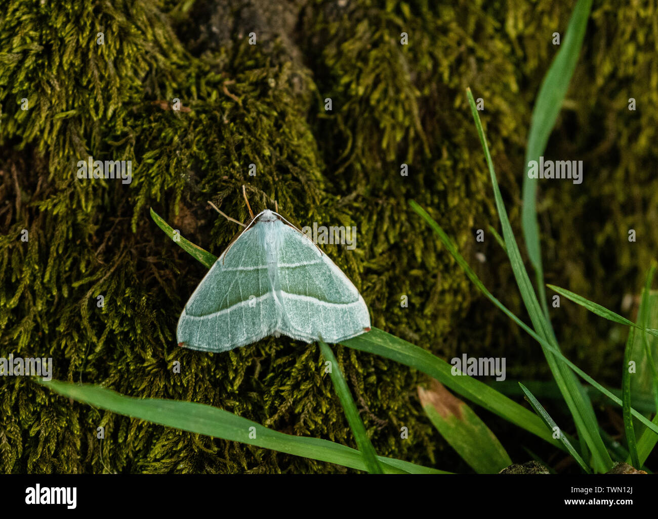 A light emerald moth uk (Campaea margaritata) on a mossy tree trunk ...