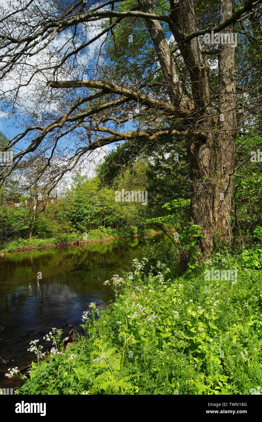 UK,South Yorkshire,Sheffield,River Don near Penistone Road Stock Photo ...