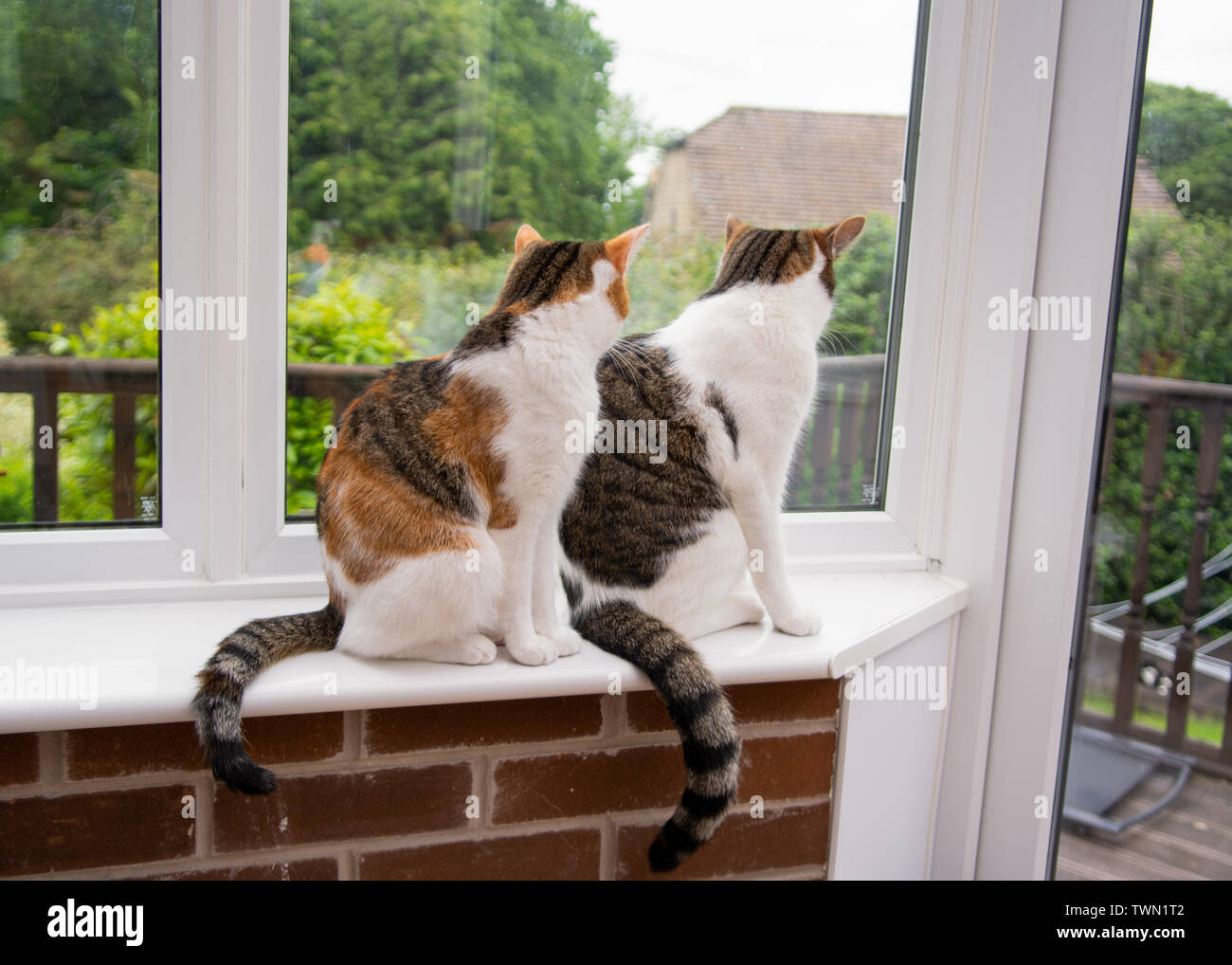 non identical twin cats in a pattern Stock Photo - Alamy