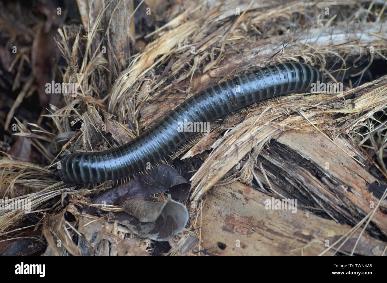 Millipede Millipedes High Resolution Stock Photography and Images - Alamy
