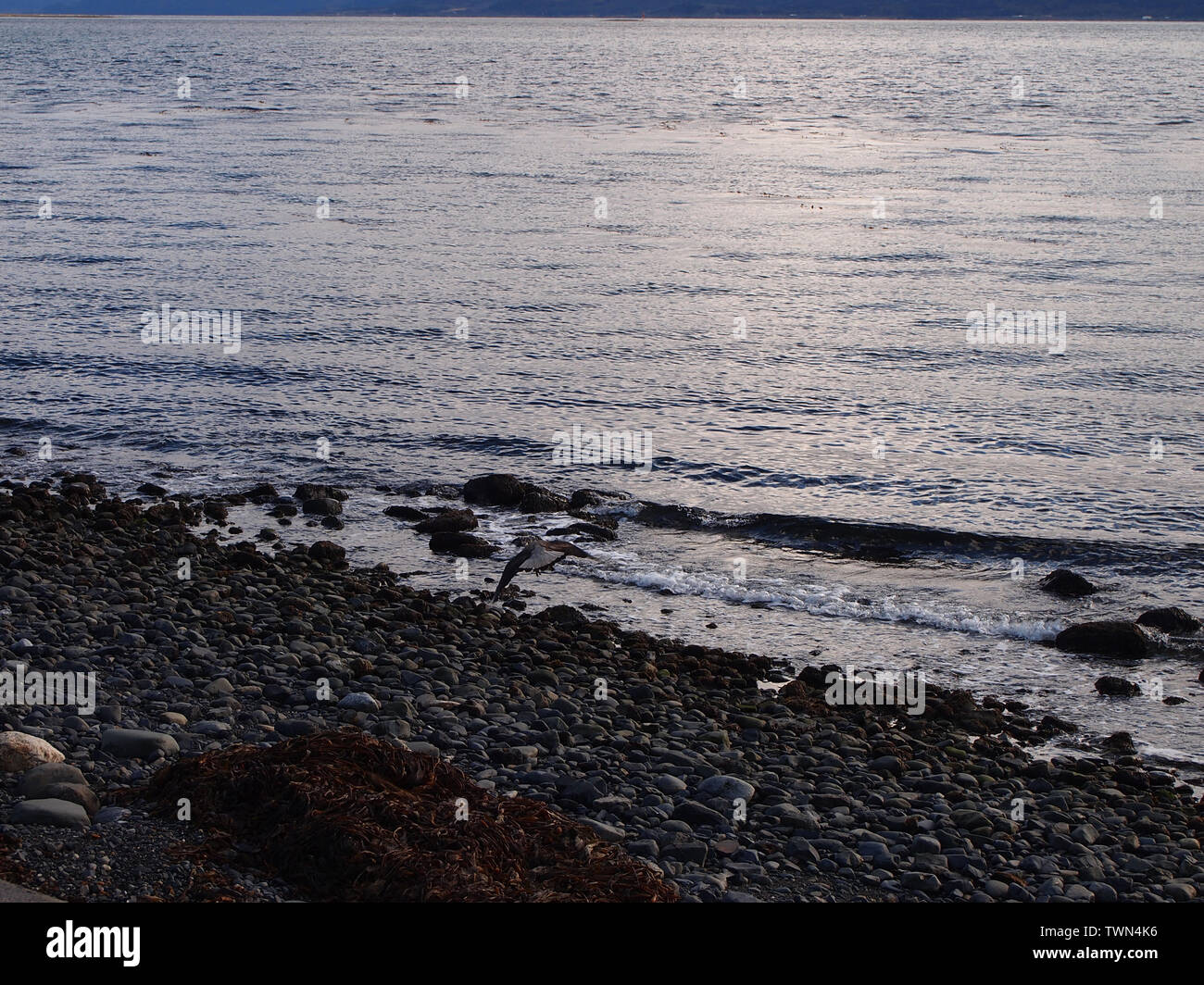 Robert fitzroy beagle hi-res stock photography and images - Alamy