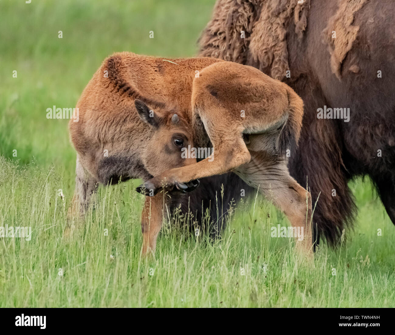 Baby Bison Uses Back Leg to Scratch Itch on Nose Stock Photo - Alamy