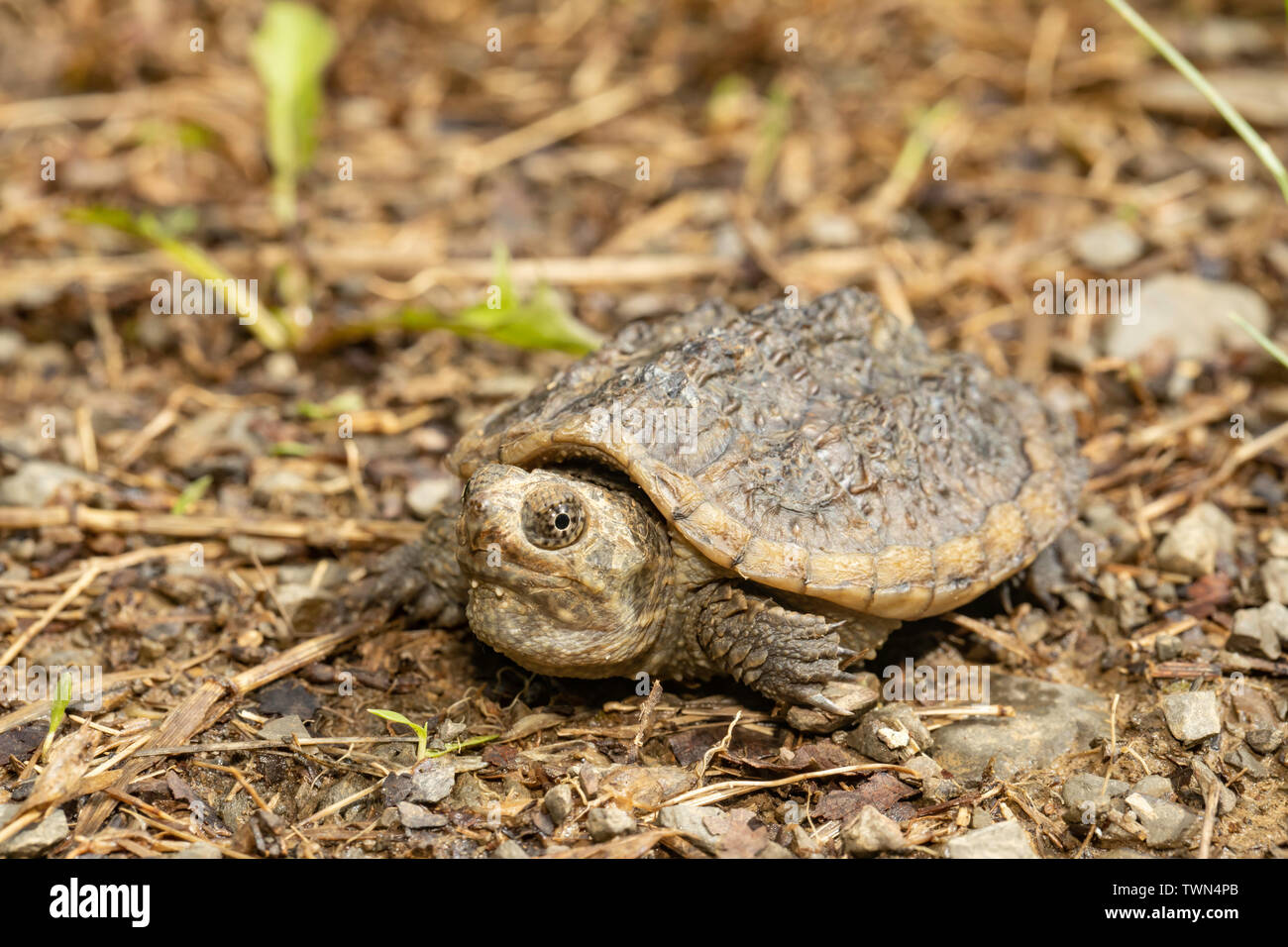 Baby snapping turtle - Chelydra serpentina Stock Photo - Alamy