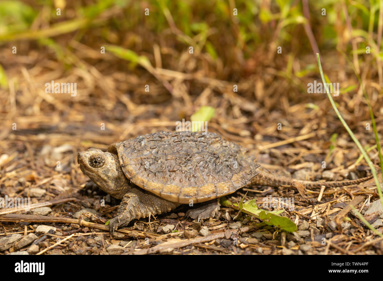 Baby snapping turtle - Chelydra serpentina Stock Photo - Alamy Baby snapping turtle - Chelydra serpentina Stock Photo - Alamy
