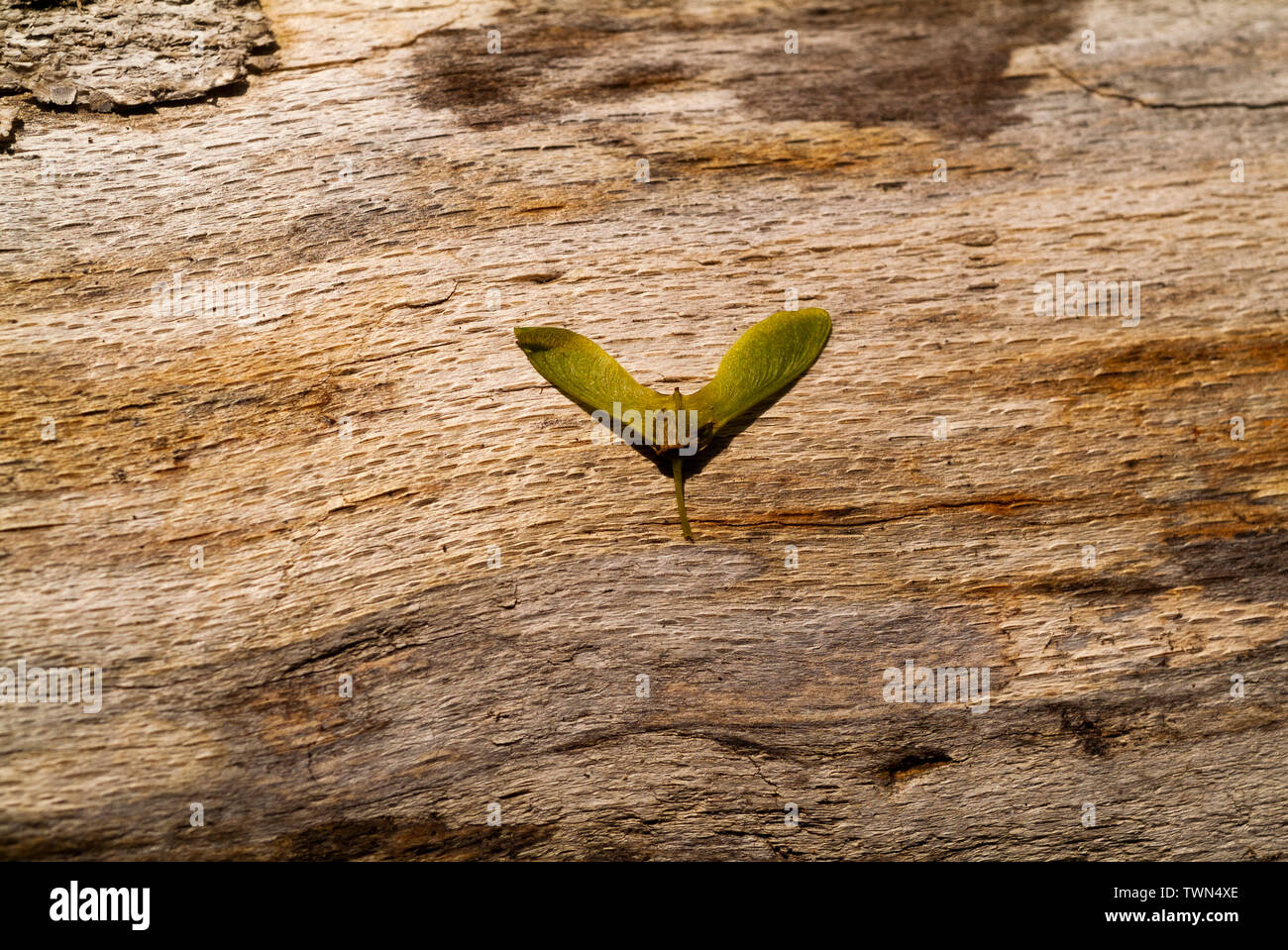 NATURAL: A maple tree seed leaf lay on a wooden log Stock Photo - Alamy