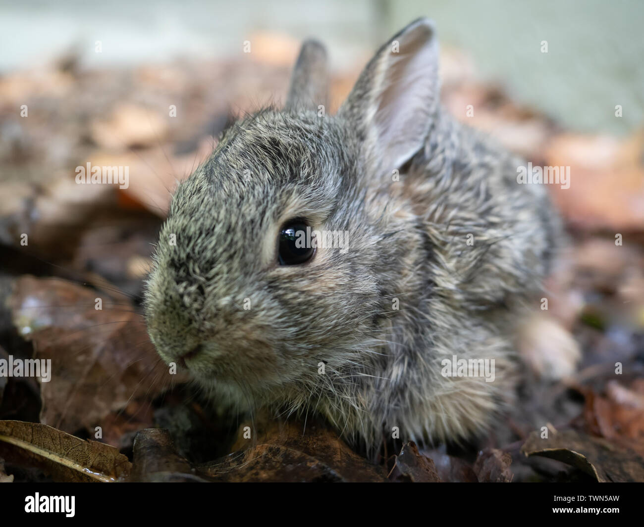 Close up of a juvenile cottontail rabbit surrounded by dried leaves ...