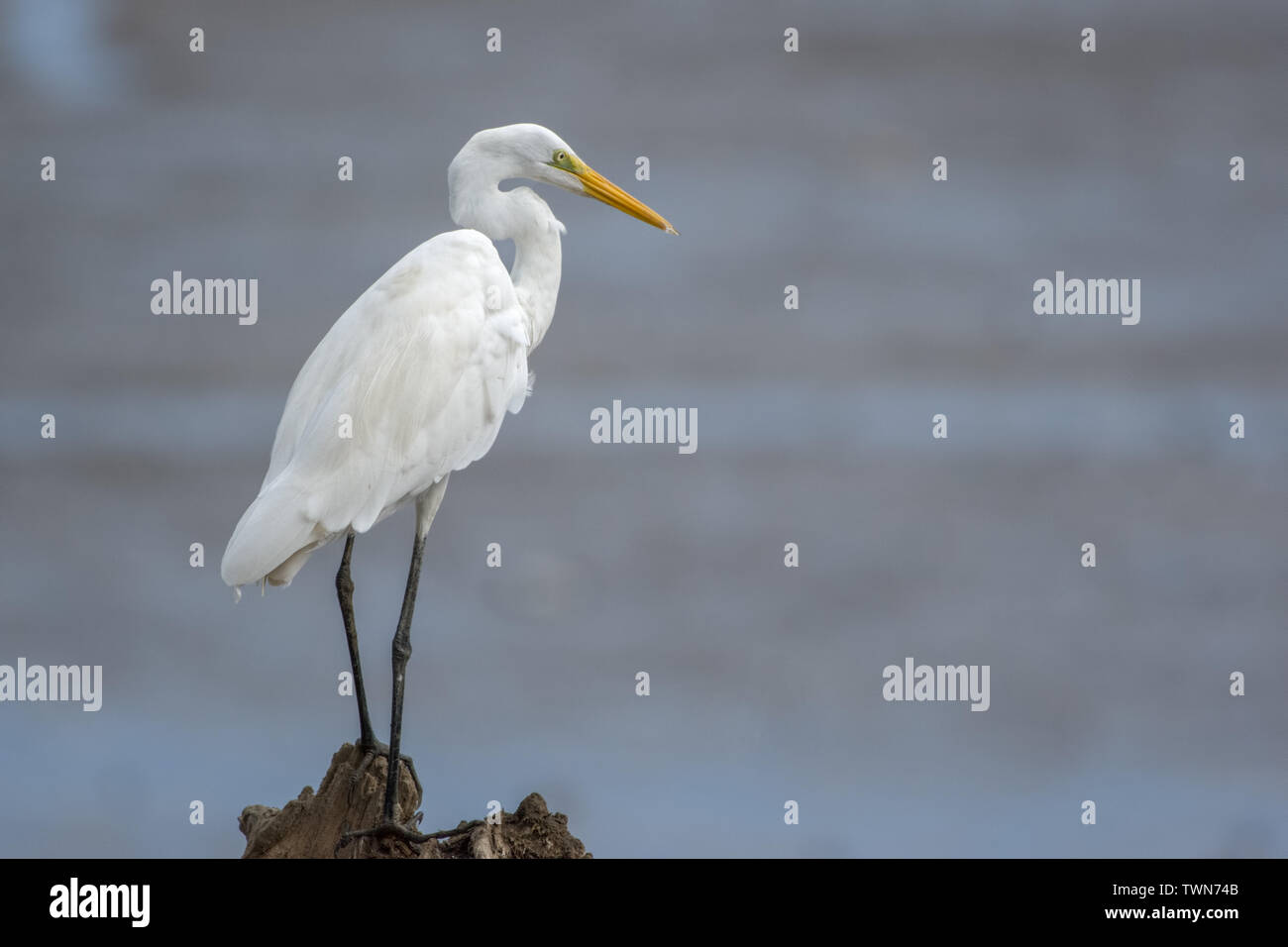 Great Egret (Ardea alba) on the Gulf of Panama, Panama Stock Photo - Alamy