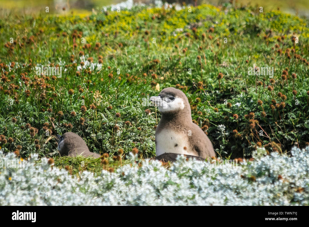 Punto arena hi-res stock photography and images - Alamy