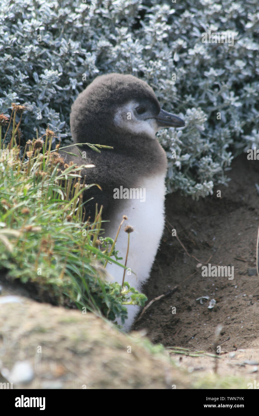 Punto arena hi-res stock photography and images - Alamy