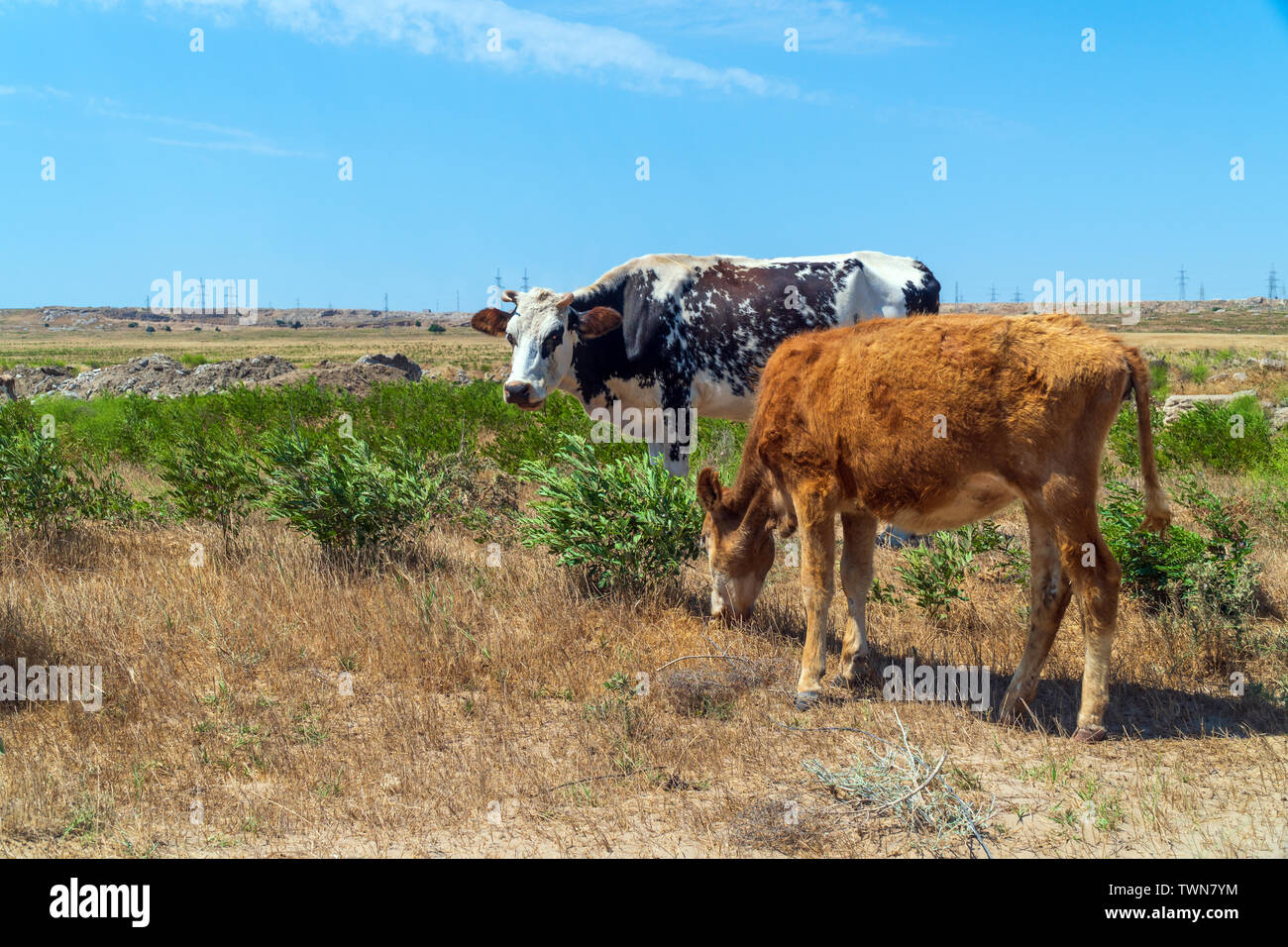 Skinny cow hi-res stock photography and images - Alamy