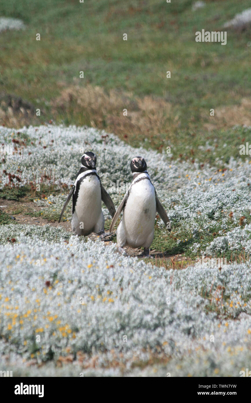 Punto arena hi-res stock photography and images - Alamy