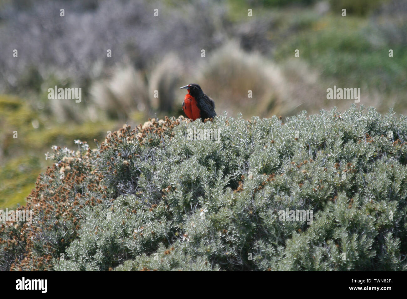 Punto arena hi-res stock photography and images - Alamy