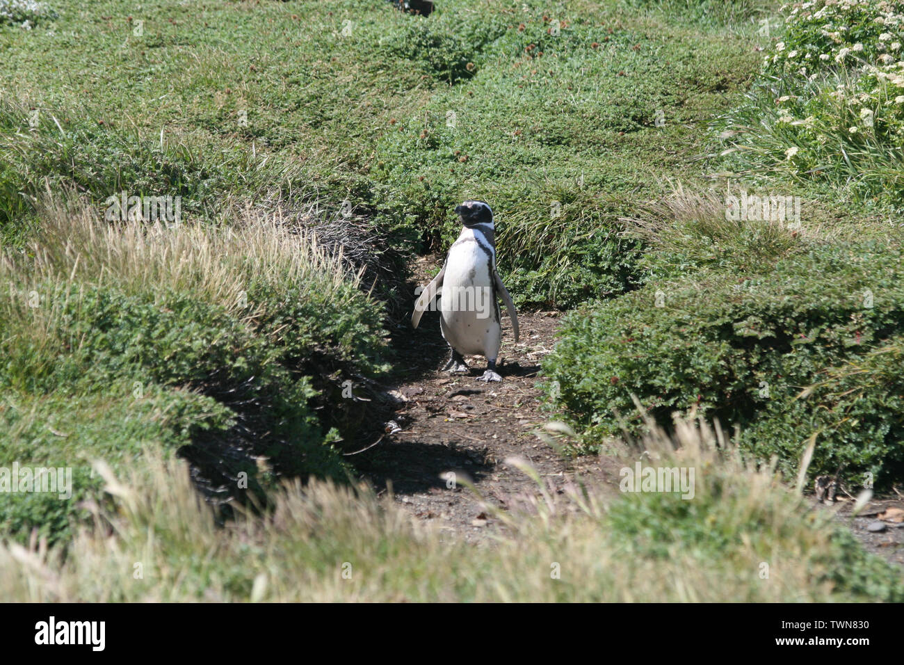 Punto arena hi-res stock photography and images - Alamy