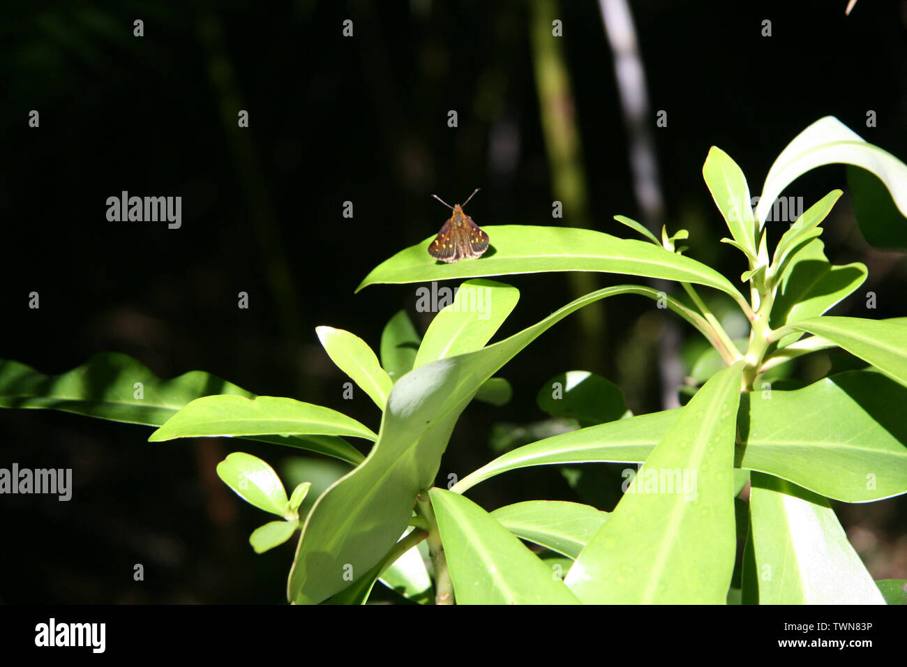 Valdivia animals hi-res stock photography and images - Alamy
