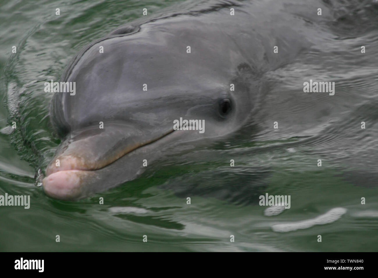 Dolphin with head out of water hi-res stock photography and images - Alamy