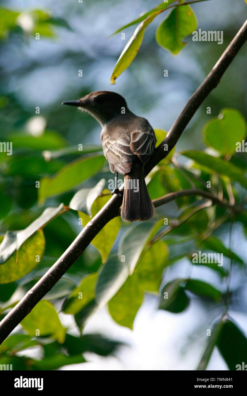 wild birds with colorful plumage Stock Photo - Alamy