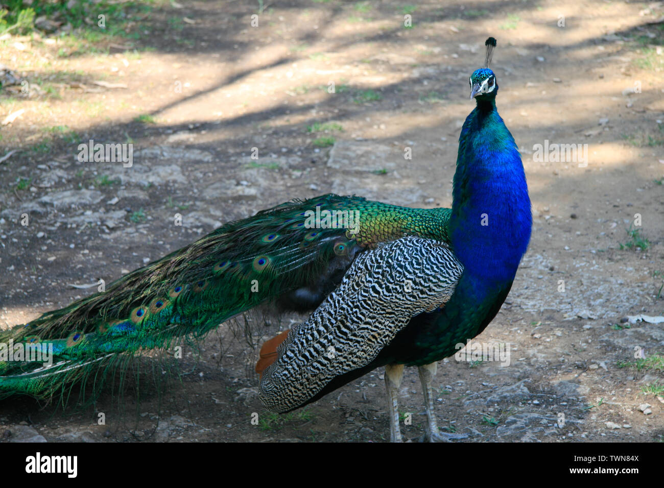 free-running peacock, which is its Wheel strikes Stock Photo - Alamy
