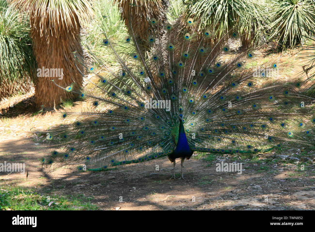free-running peacock, which is its Wheel strikes Stock Photo - Alamy