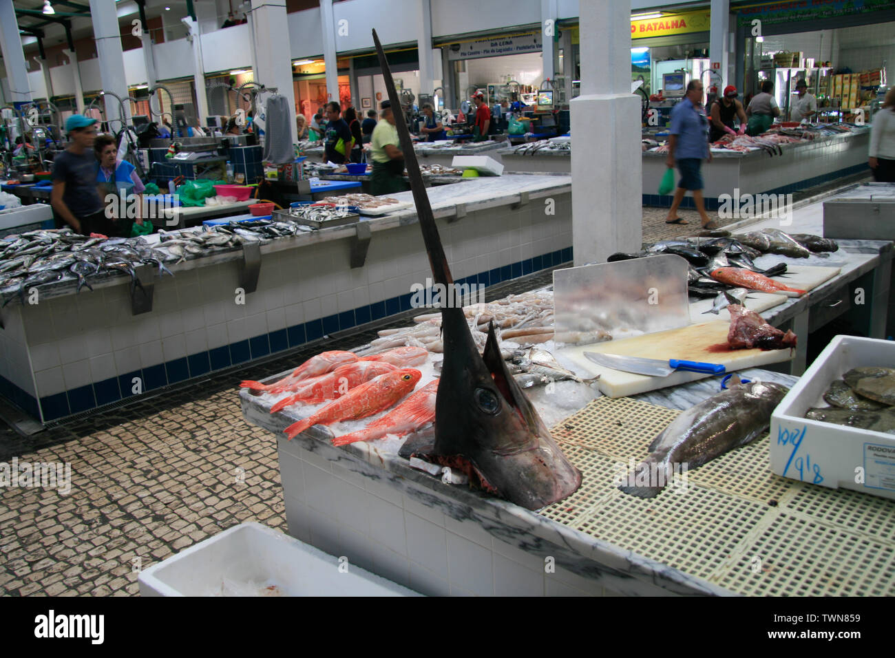 dead fish on the fish market Stock Photo - Alamy