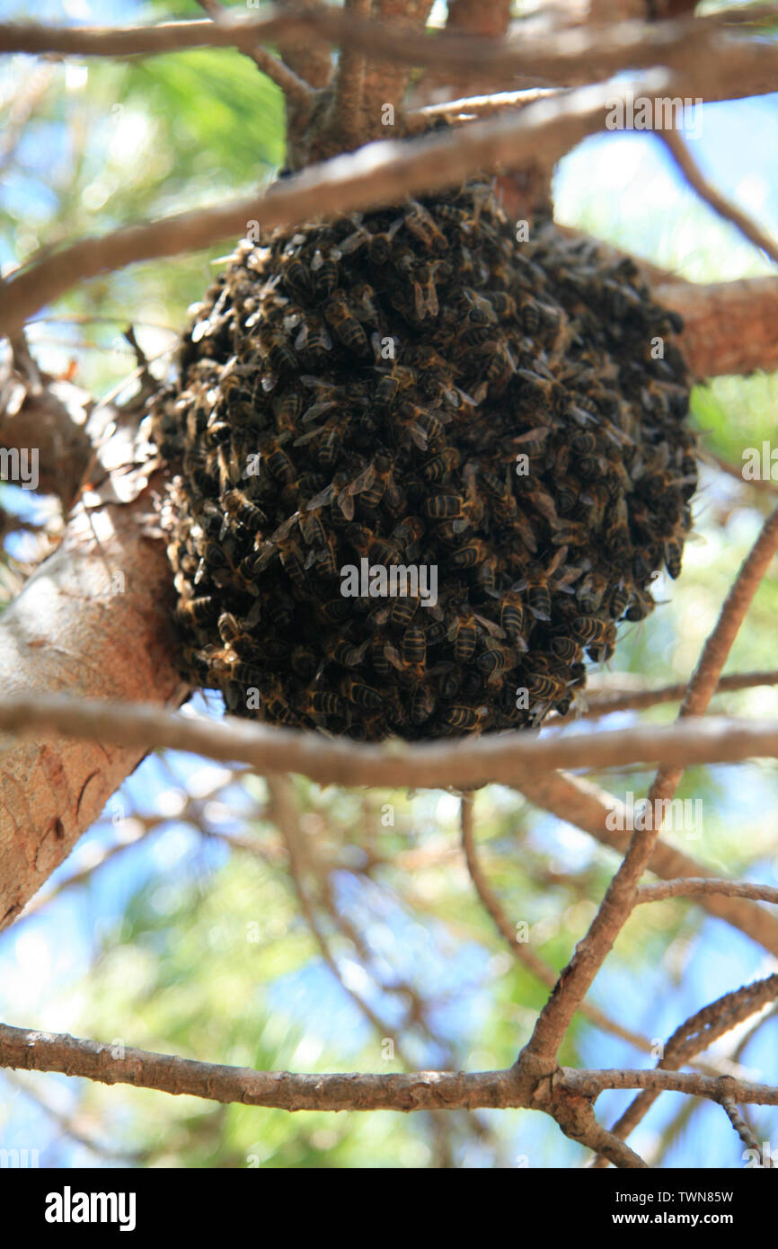 Natural bees nest hi-res stock photography and images - Alamy