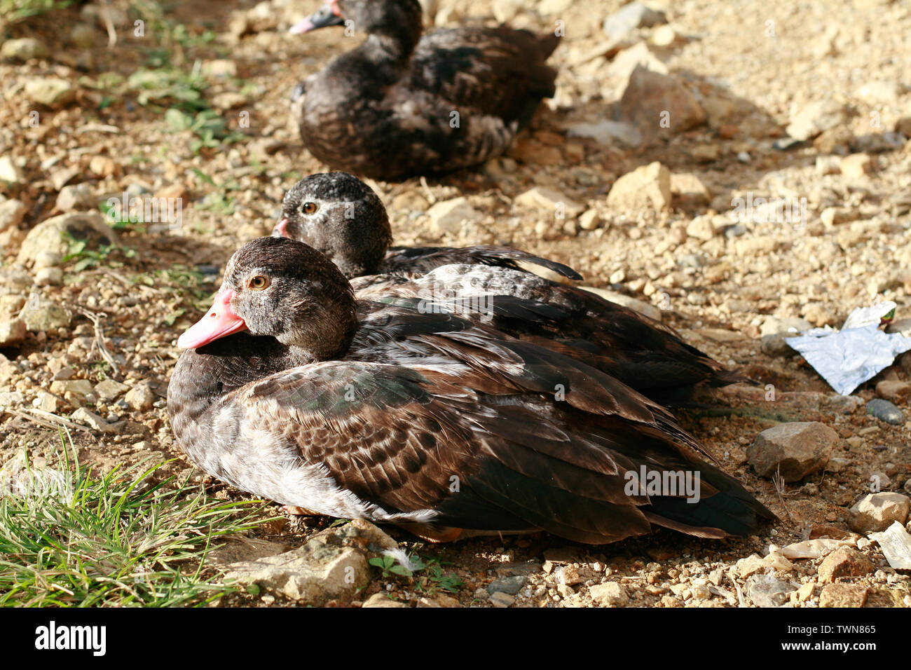 3 ducks hi-res stock photography and images - Alamy