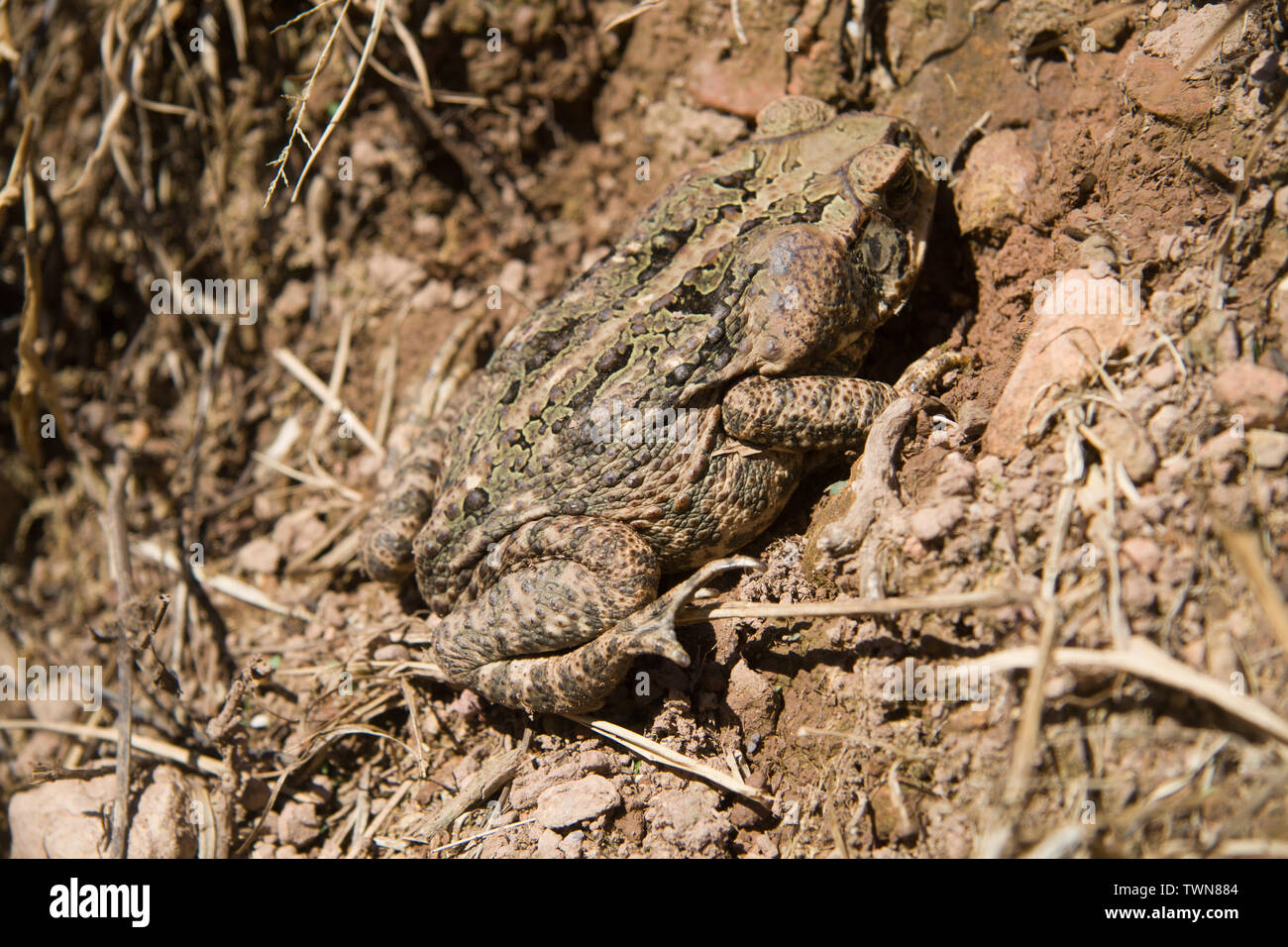 big toad in the meadow Stock Photo - Alamy