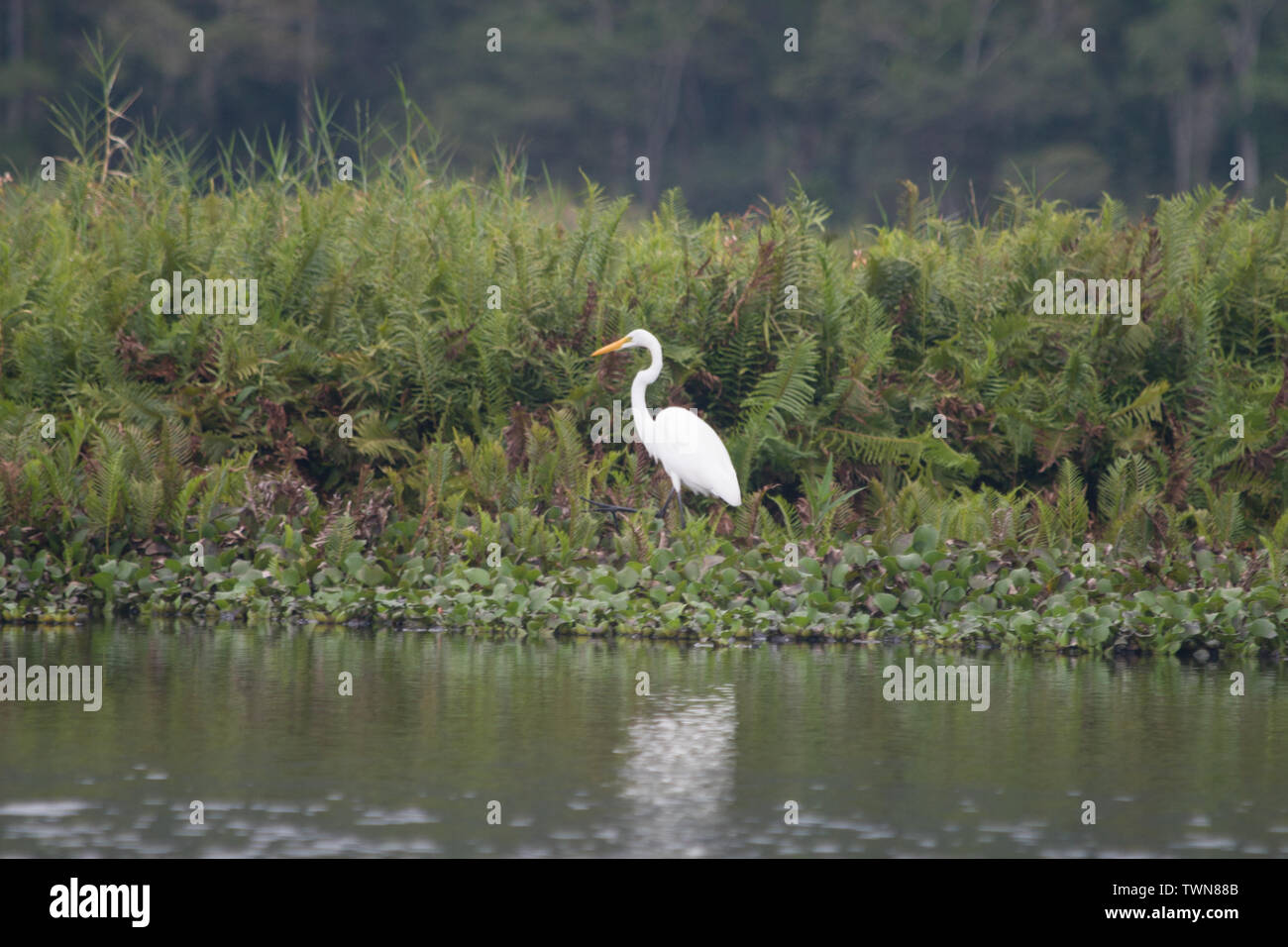 wild birds with colorful plumage Stock Photo - Alamy