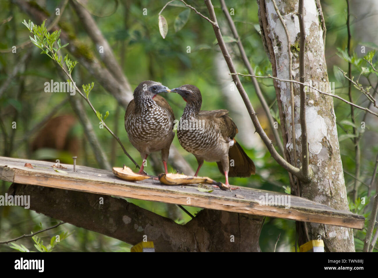 wild birds with colorful plumage Stock Photo - Alamy