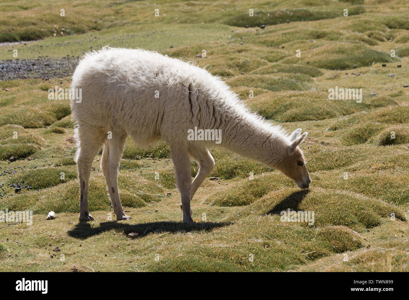 Wildlife in the andes hi-res stock photography and images - Alamy