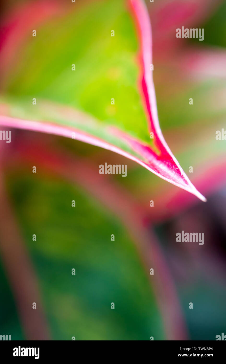 Aglaonema siam aurora hi-res stock photography and images - Alamy