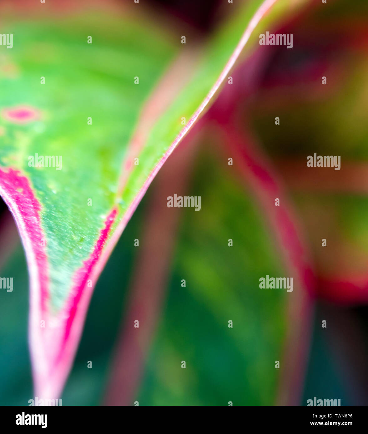 Aglaonema siam aurora hi-res stock photography and images - Alamy