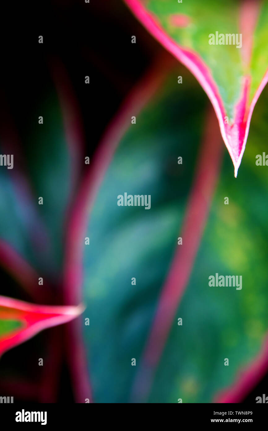 Aglaonema siam aurora hi-res stock photography and images - Alamy