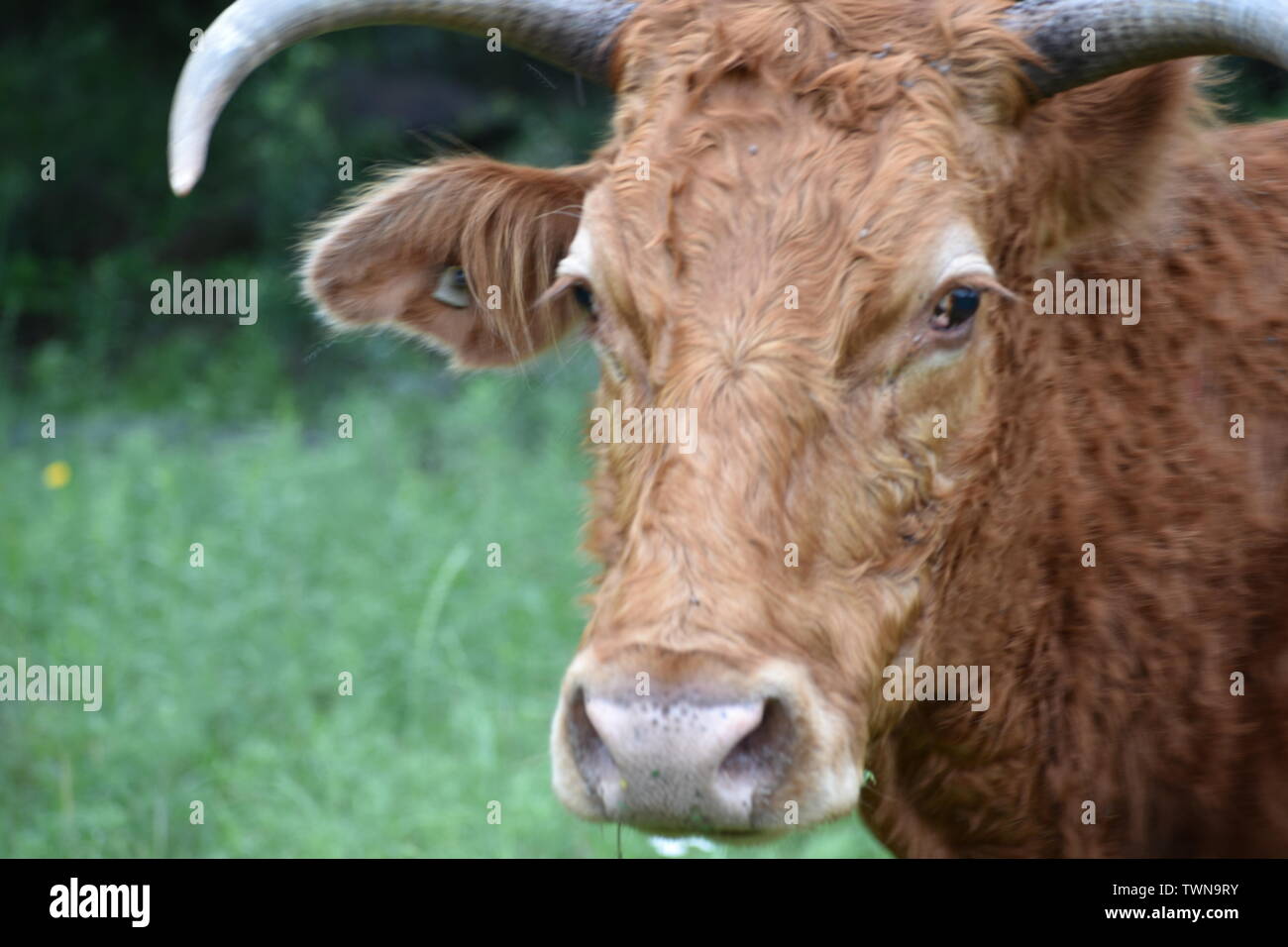Red Angus Heifer Stock Photo - Alamy