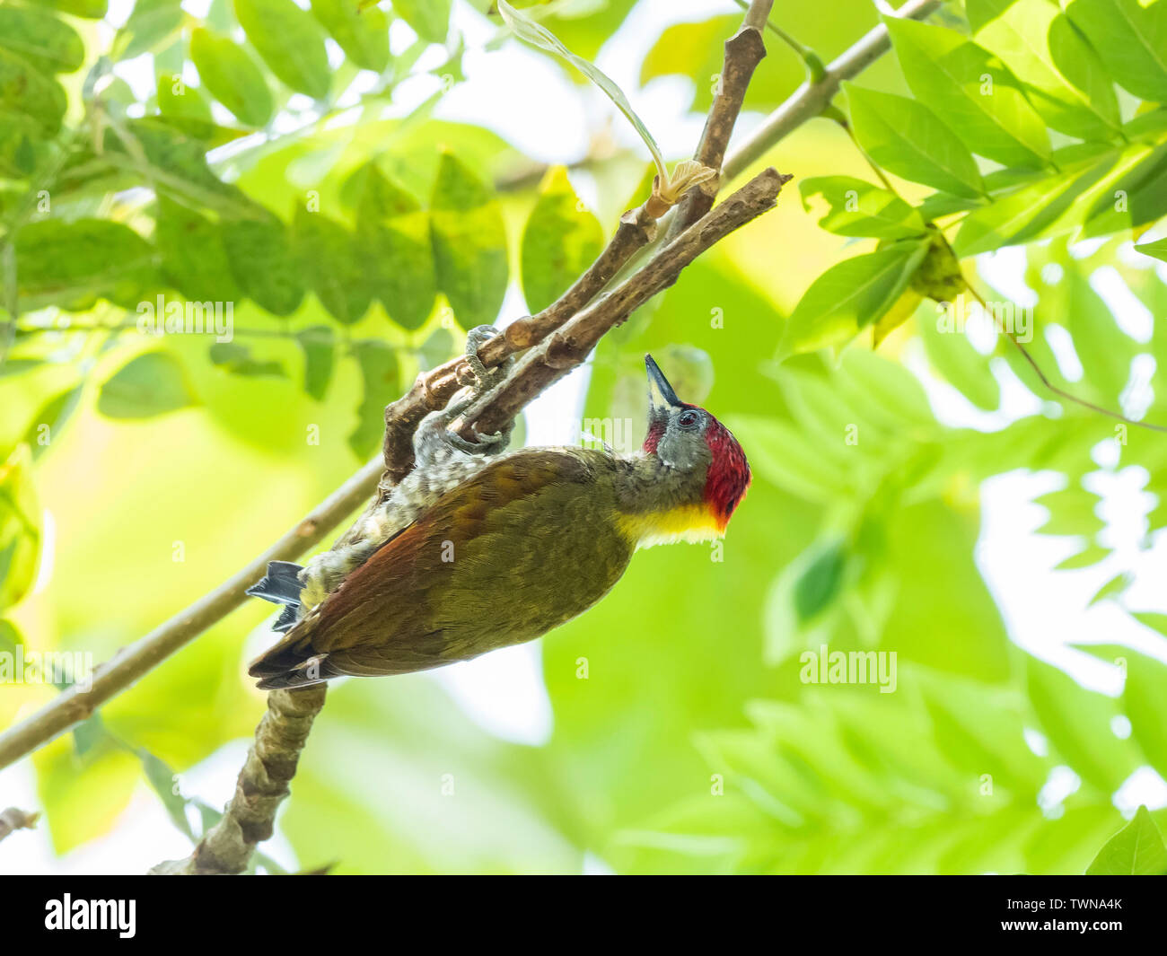 Picus chlorolophus hi-res stock photography and images - Alamy