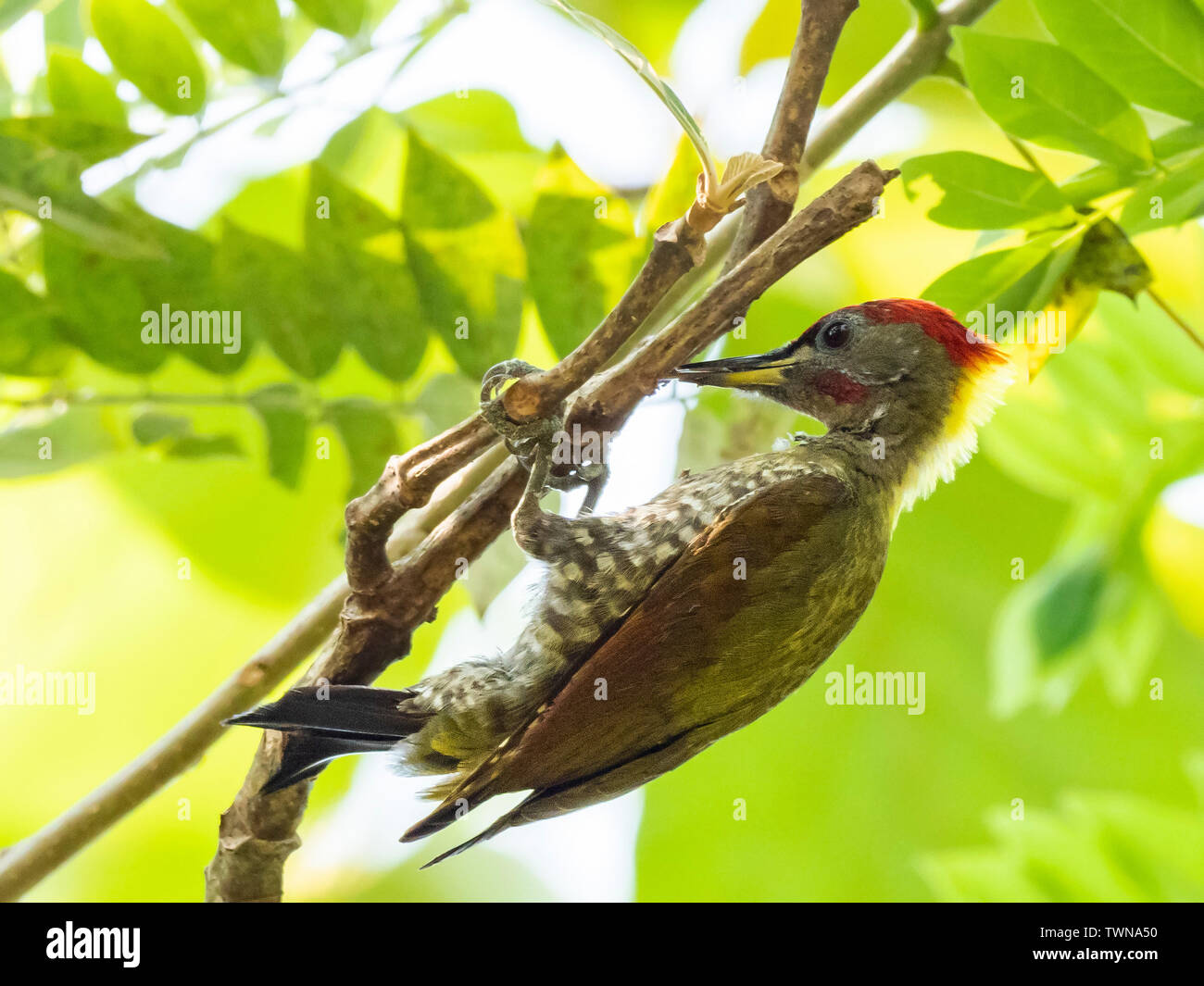 Picus Chlorolophus High Resolution Stock Photography and Images - Alamy