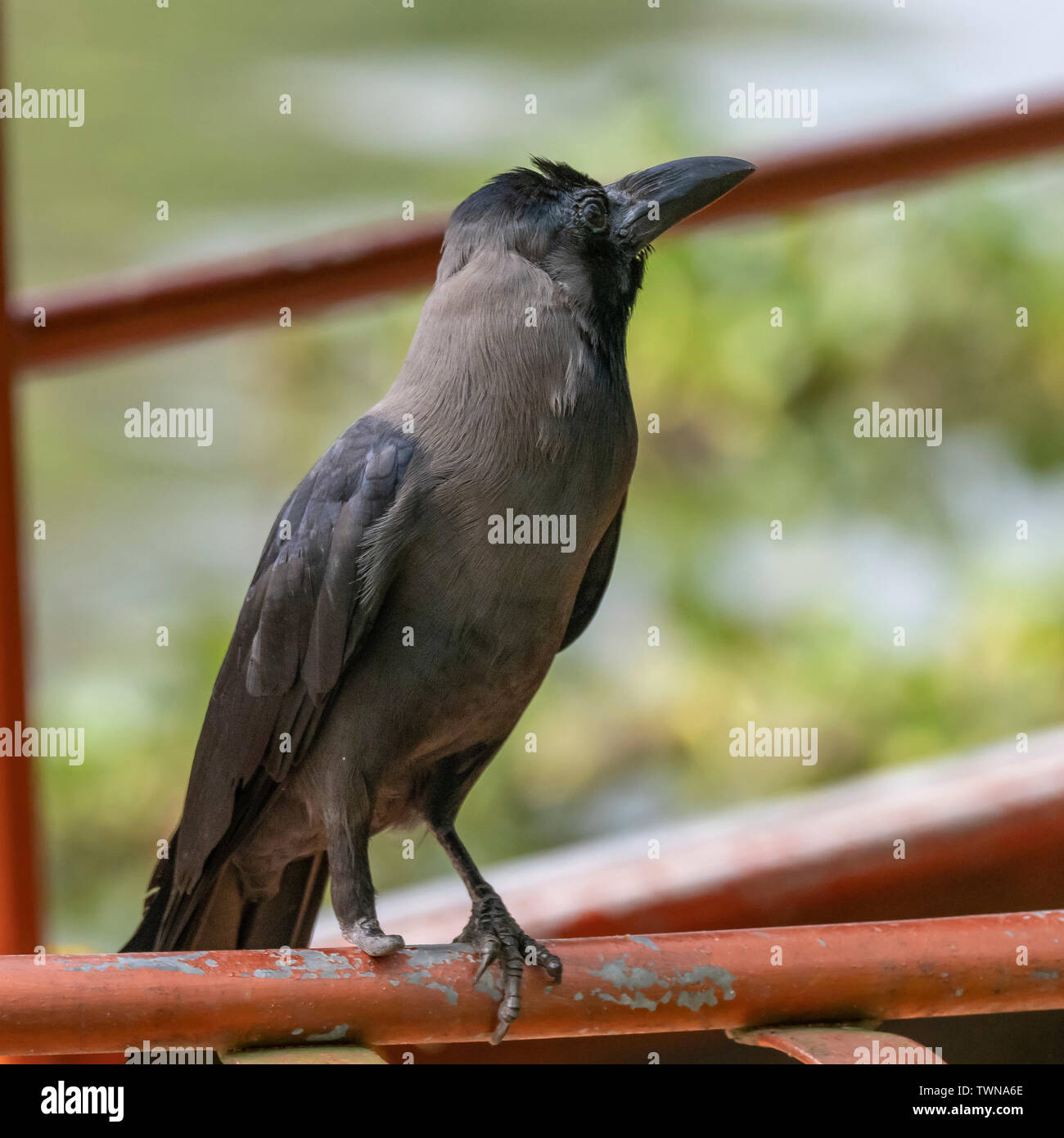 Missing crow hi-res stock photography and images - Alamy
