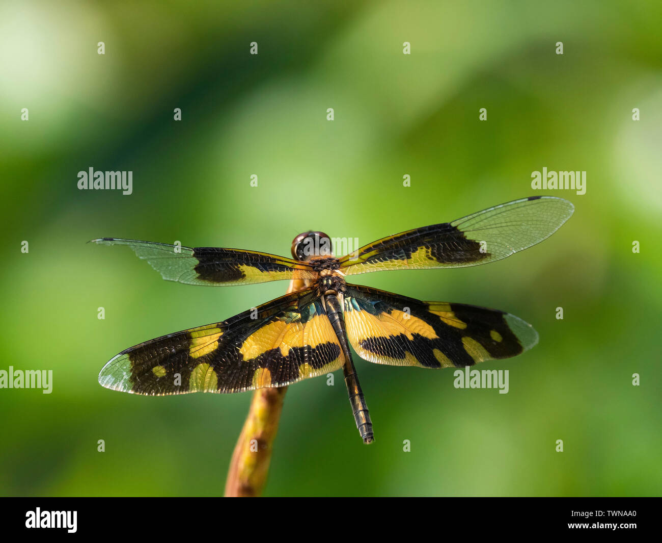 Common Picture Wing Dragonfly (Rhyothemis variegata Stock Photo - Alamy