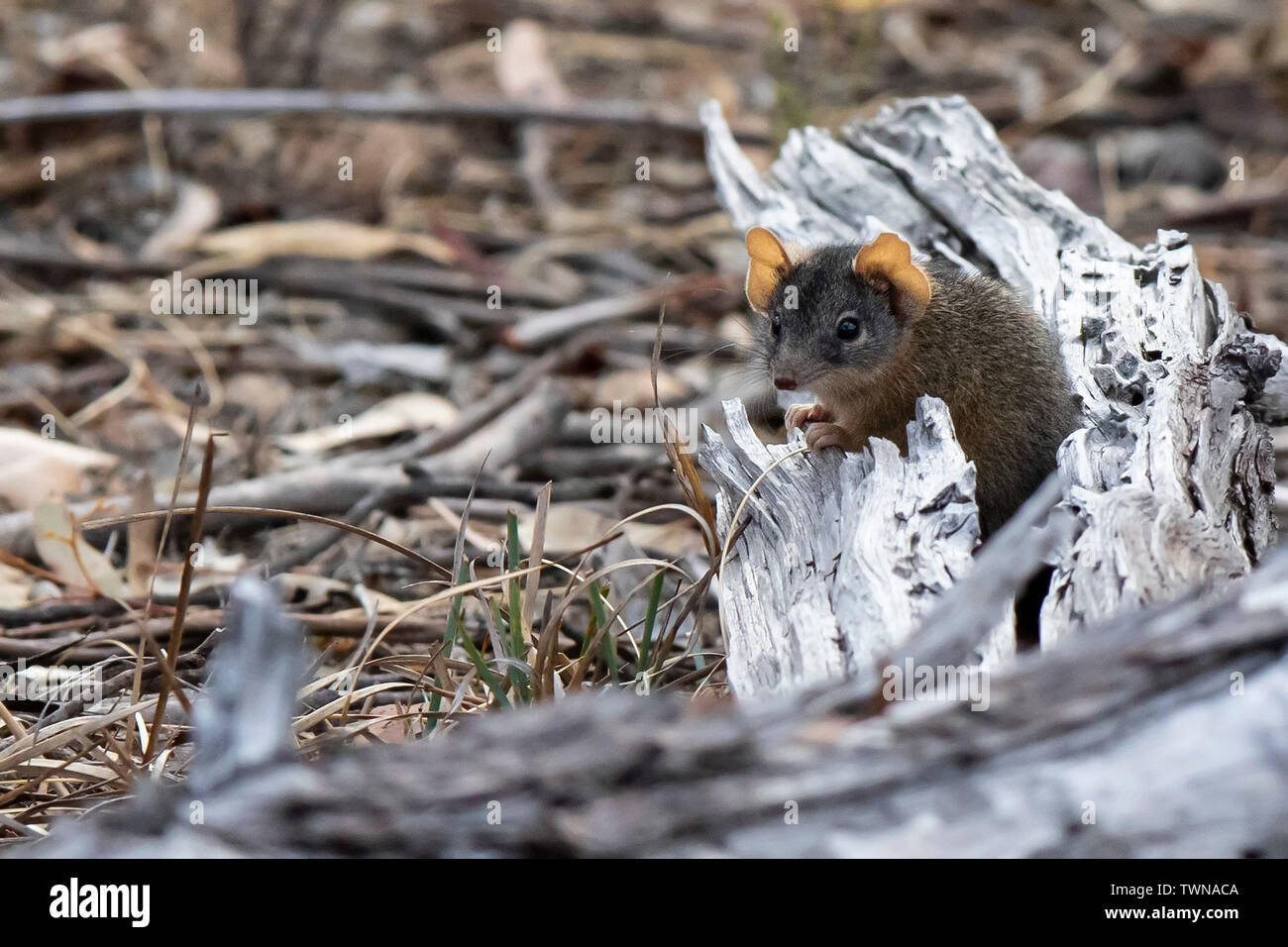 Yellow-footed Antechinus (Antechinus flavipes Stock Photo - Alamy