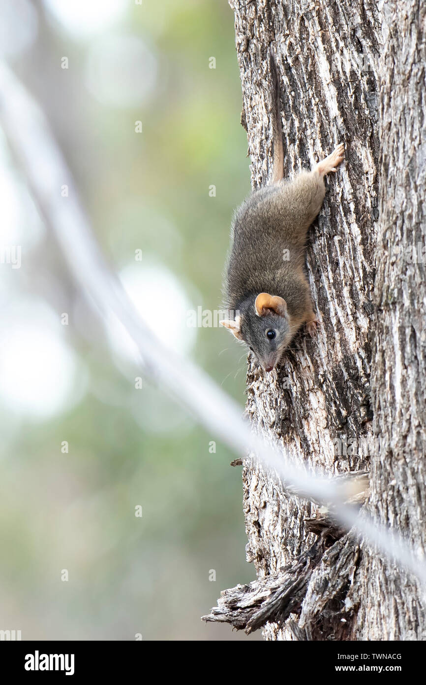 Yellow-footed Antechinus (Antechinus flavipes Stock Photo - Alamy