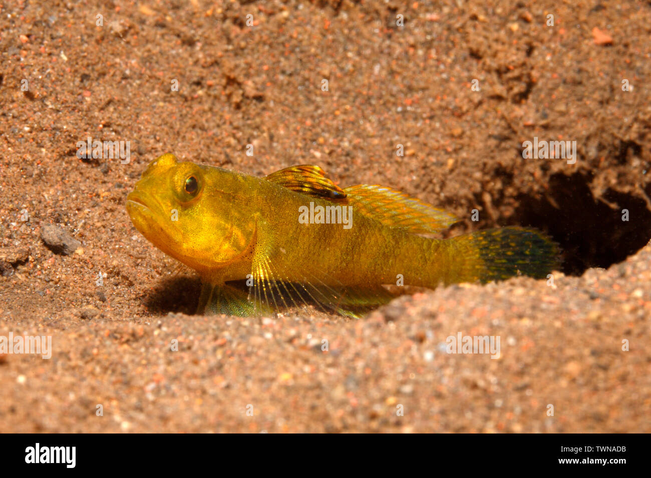 Flagfin prawn goby hi-res stock photography and images - Alamy