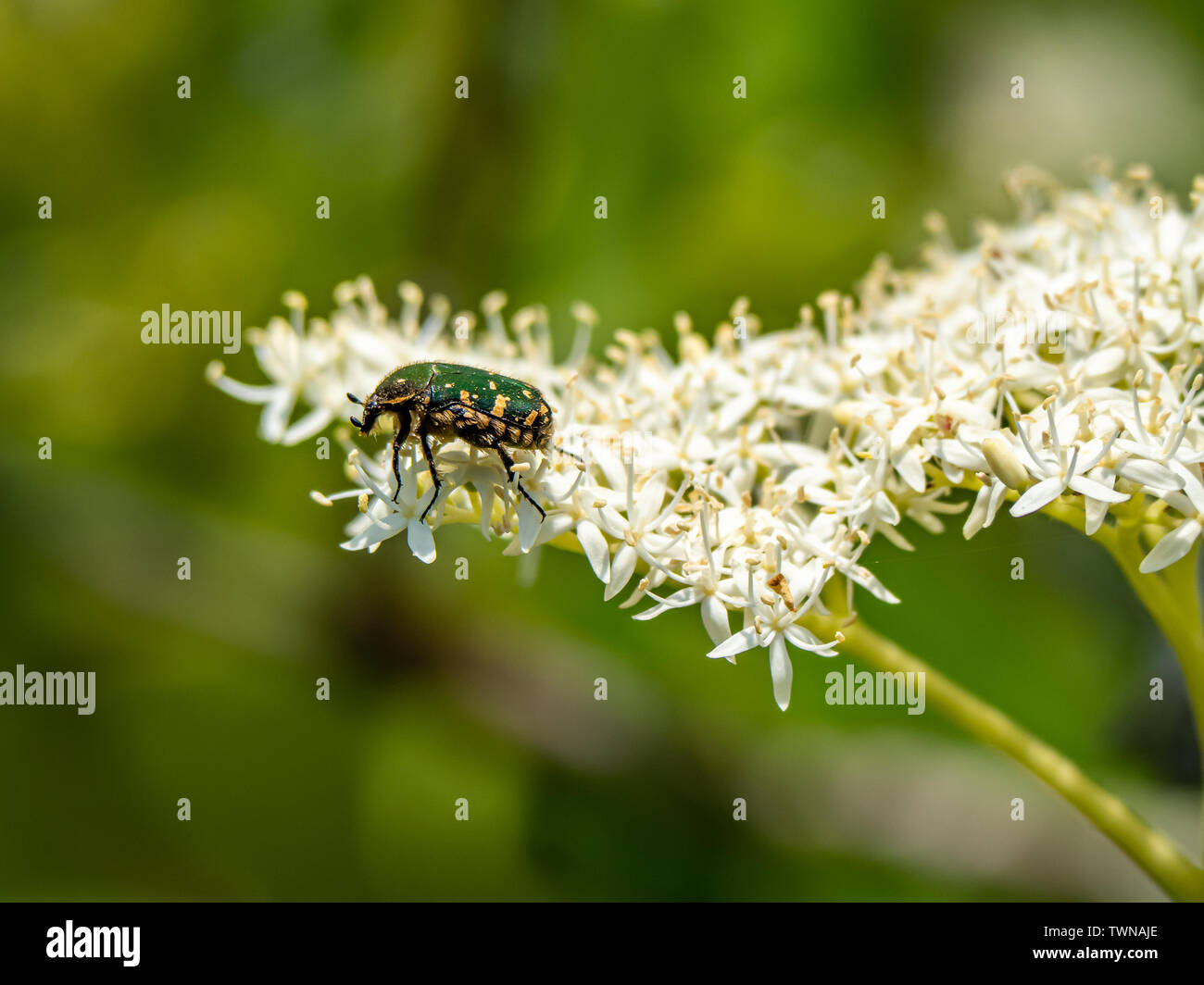 An oriental flower beetle, Protaetia orientalis, feeds on small white ...