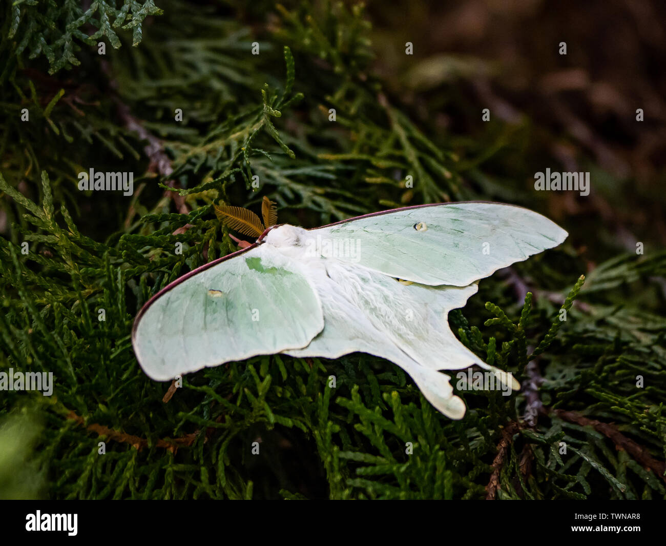 A Japanese luna moth, actias artemis, rests on a tree in Yamato ...
